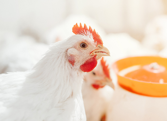 Chicken and Other Poultry Feed and Products | ADM