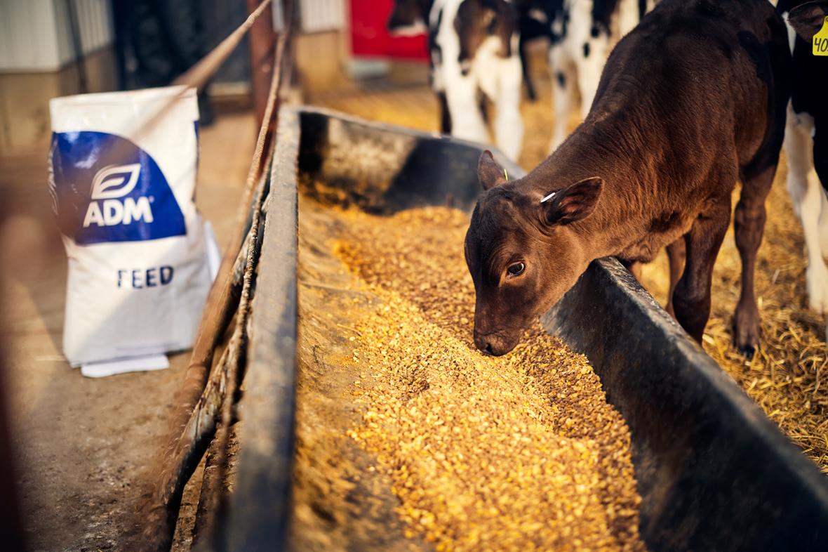 Animal Nutrition Solutions Adm