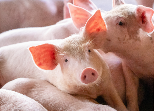 Swine Feed & Products | ADM