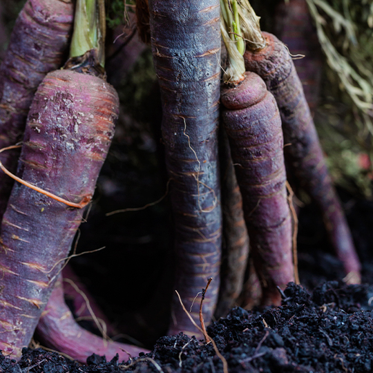 Natural Food Colors | ADM